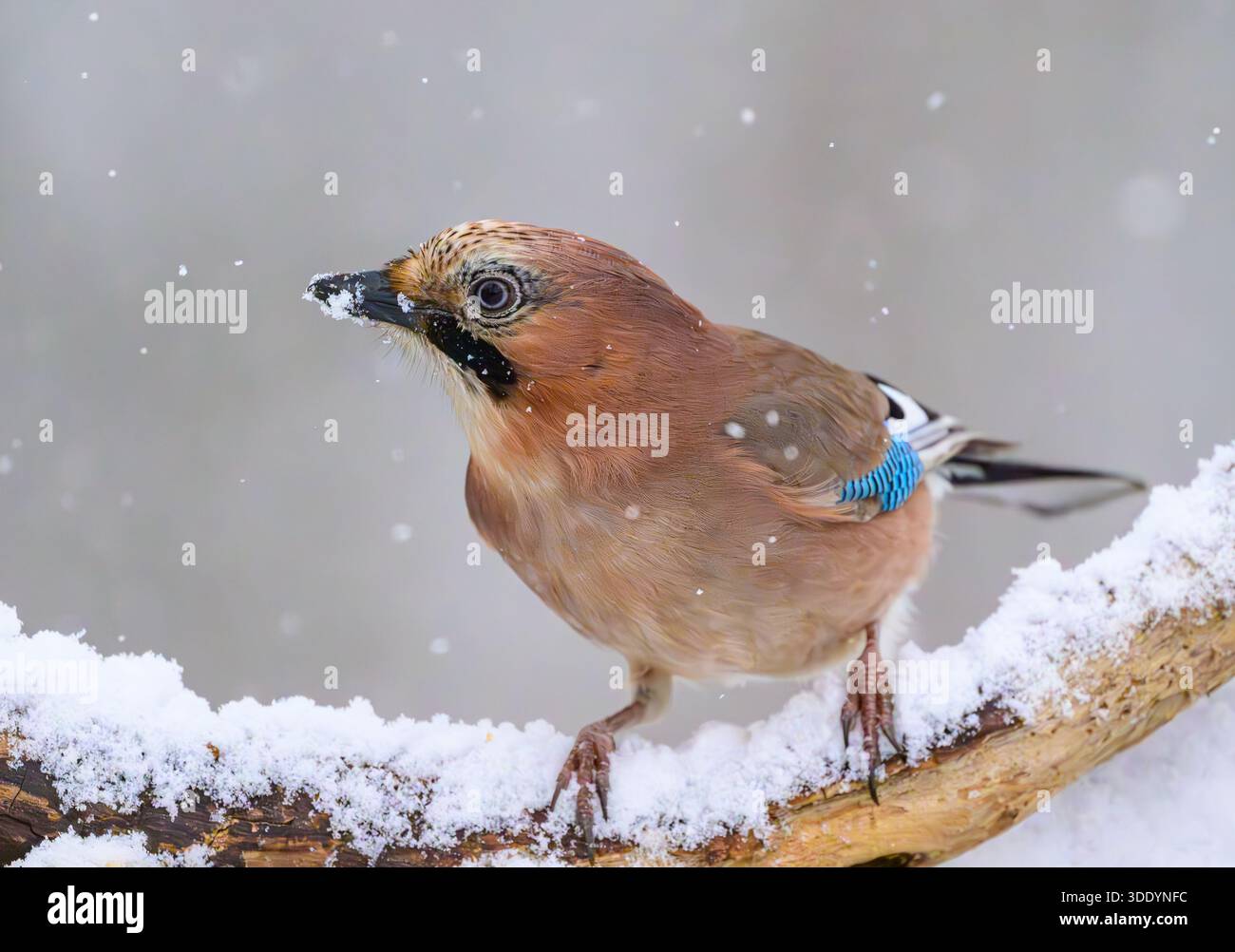 03 January 2026, Brandenburg, Sieversdorf: A jay (Garrulus glandarius ...