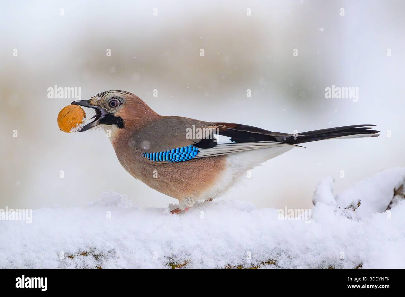 03 January 2026, Brandenburg, Sieversdorf: A jay (Garrulus glandarius ...