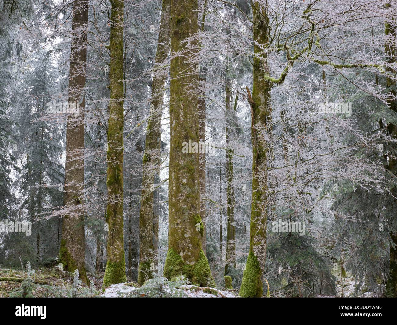 Solitary snow-covered spruce tree in a pristine winter landscape ...
