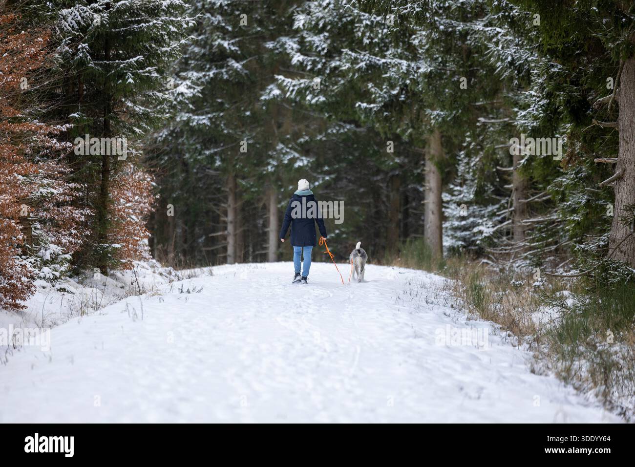 04 January 2026, North Rhine-Westphalia, Dahlem: A walker is walking ...