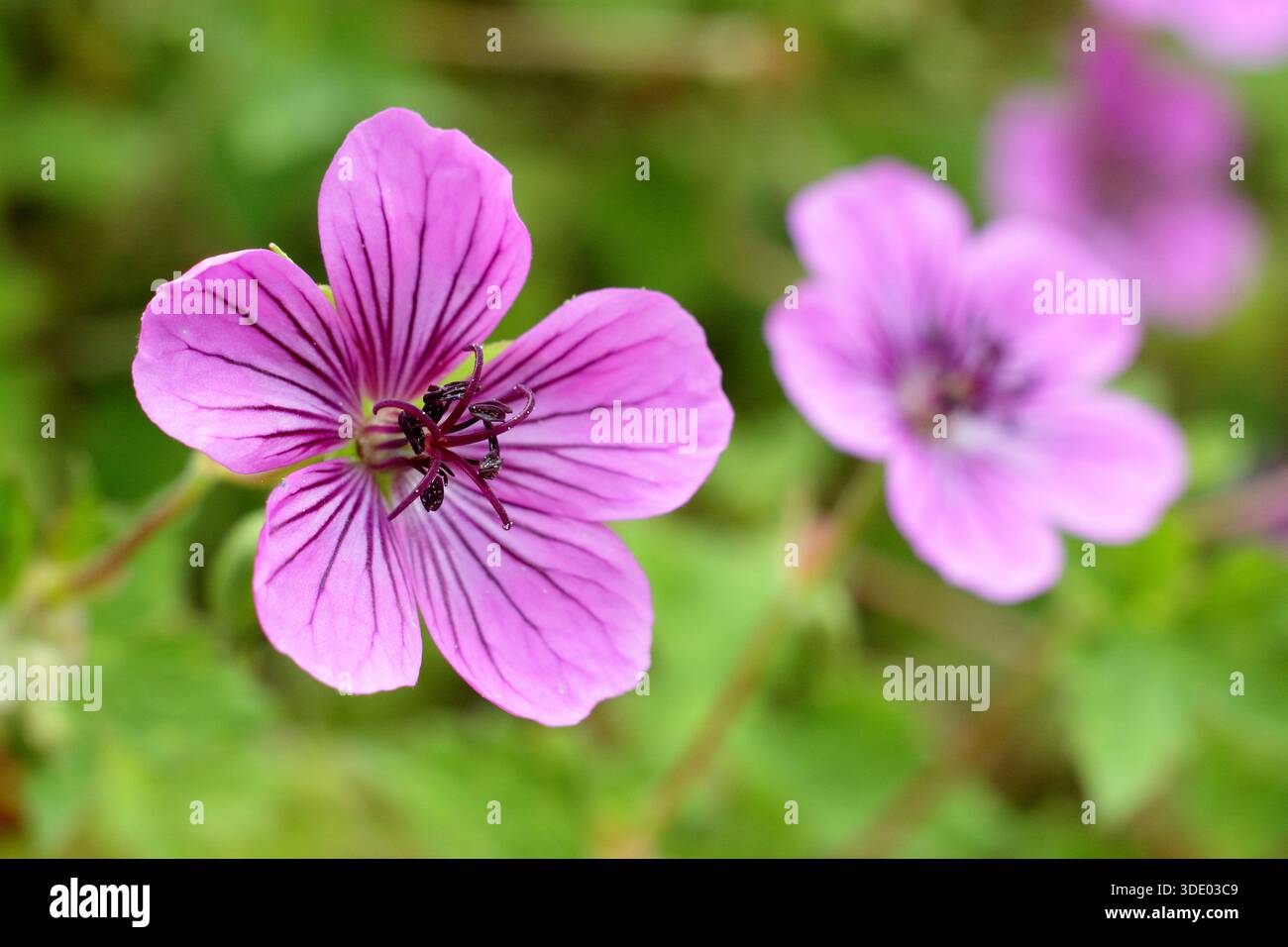 Geranium Pink Penny Stock Photo - Alamy