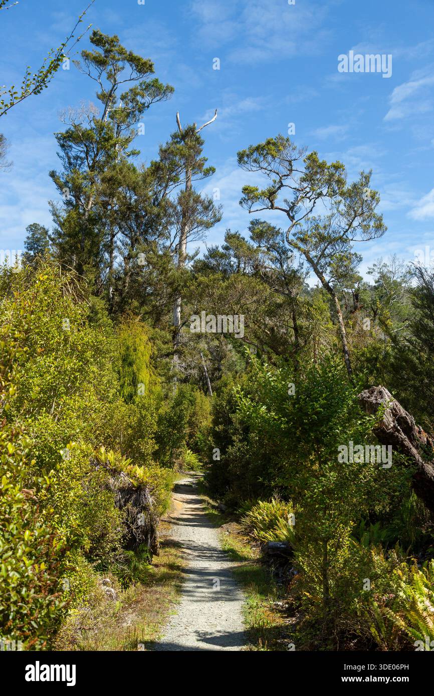The Punakaiki Loop Track, Punakaiki, South Island, New Zealand Stock ...