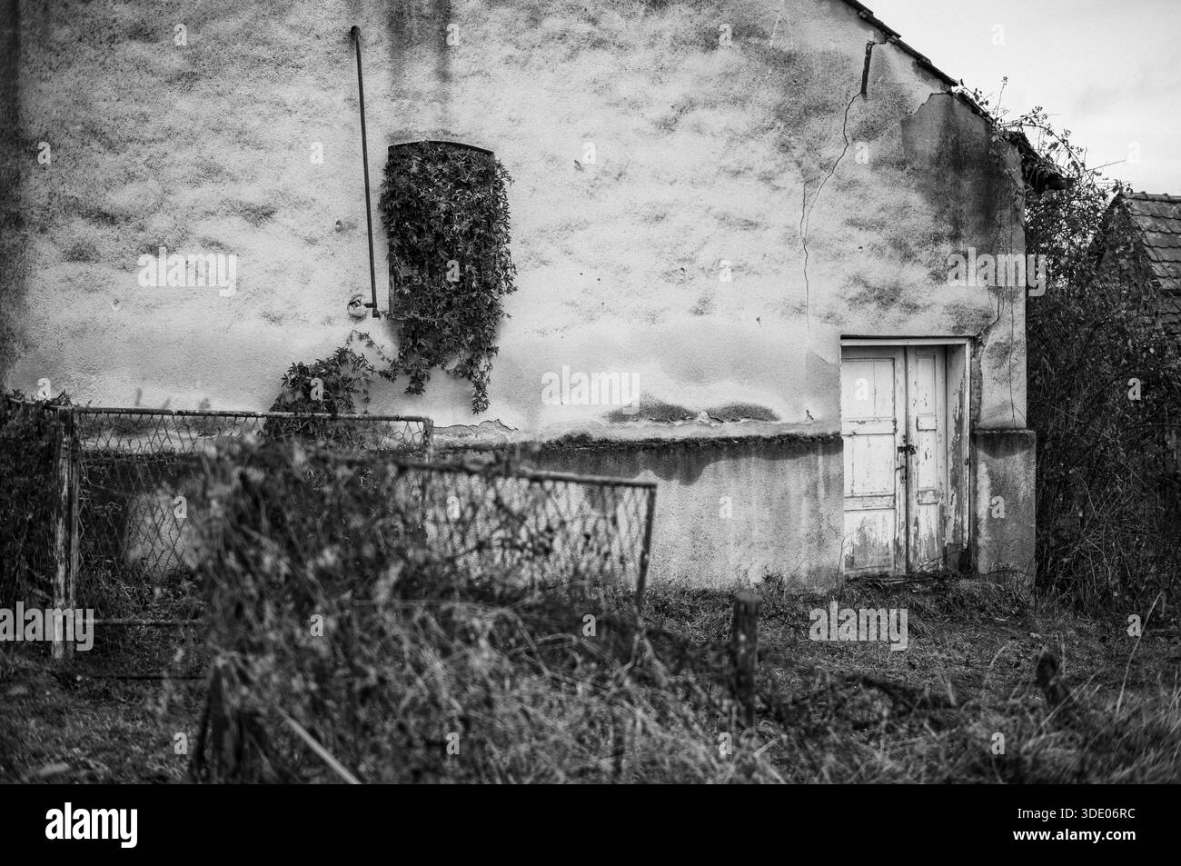 Nature reclaims an abandoned building. Vines grow through a window ...