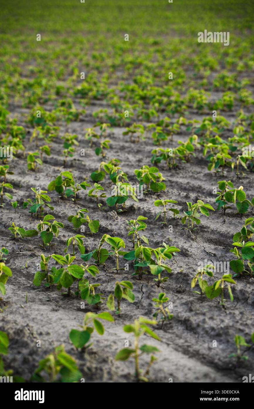 Wide agricultural field with young soybean plants growing in rows ...