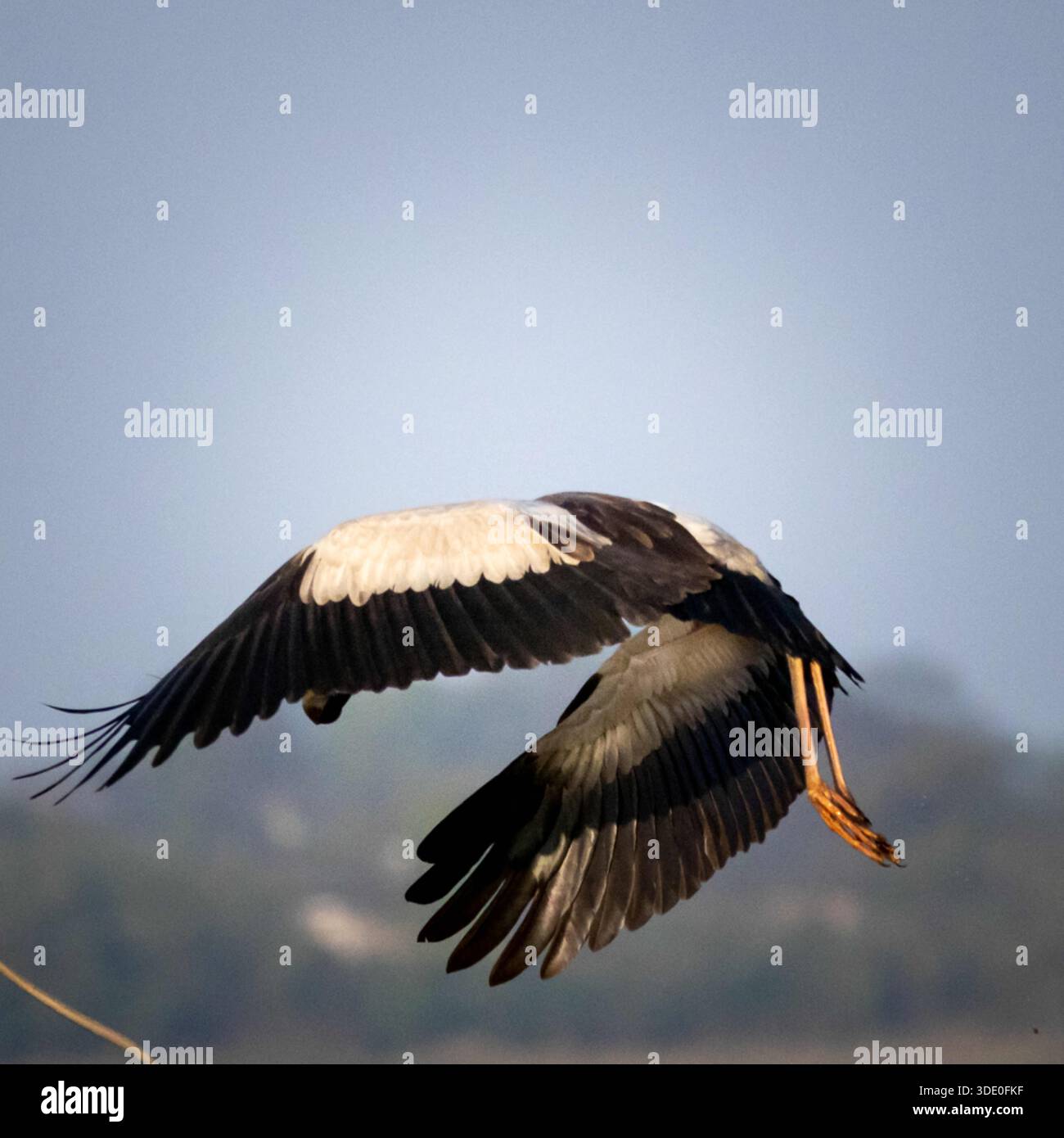 Curved upper mandible hi-res stock photography and images - Alamy