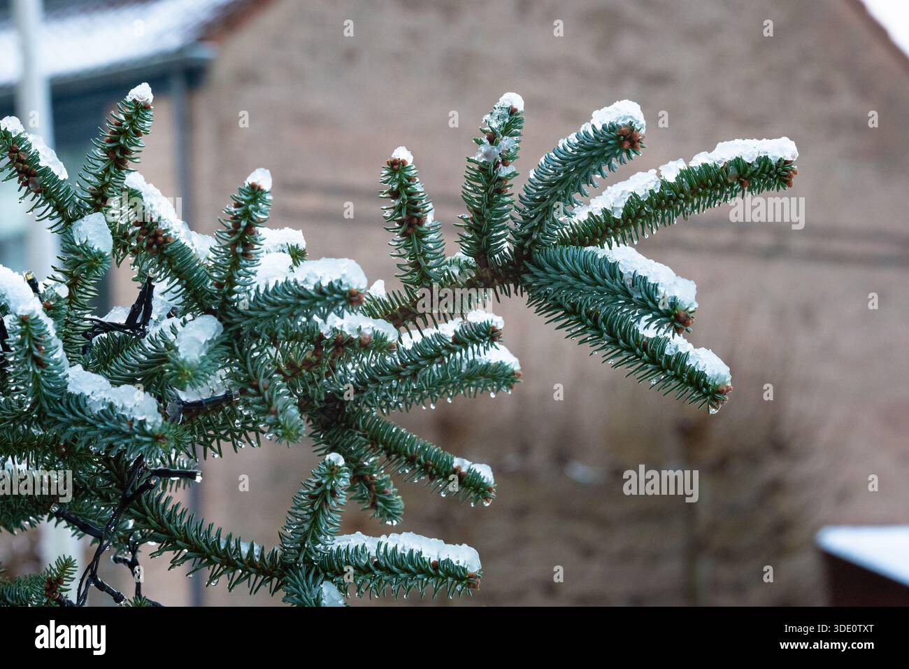 Green blue branches of a spanish fir (Abies pinsapo glauca) are covered ...