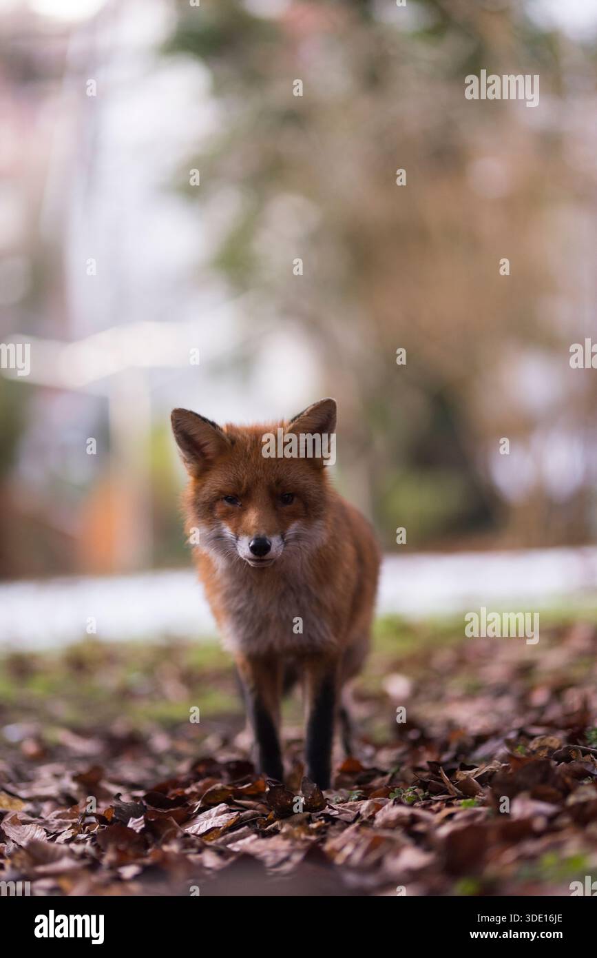 Greater London, UK. 4th January 2026. A curious fox approaches the ...