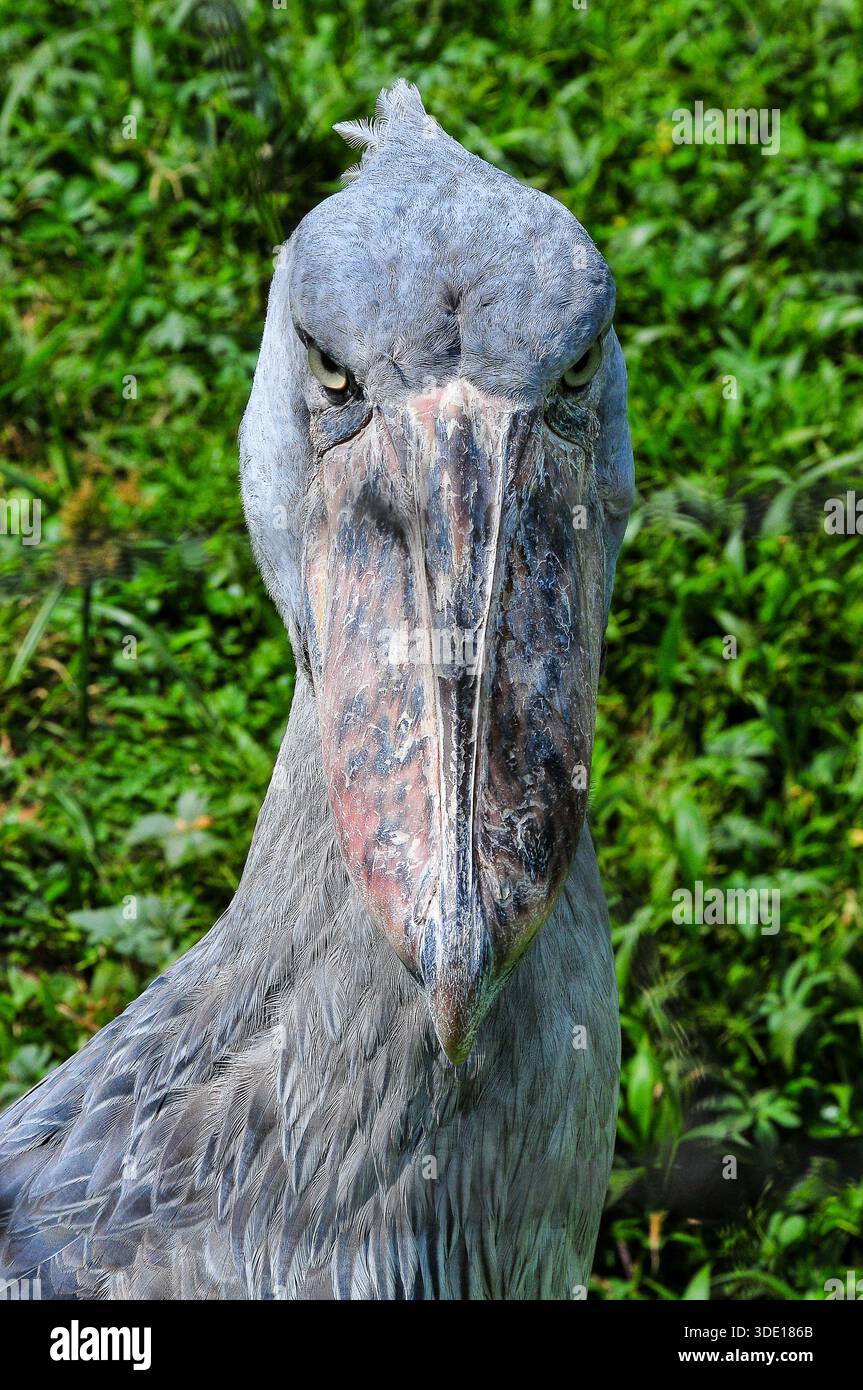 Up Close And Personal With The Magnificent Shoebill Balaeniceps Rex