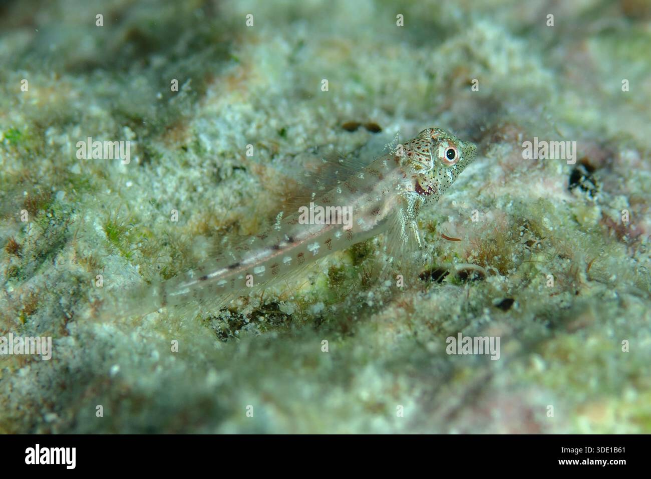 Dewara island hi-res stock photography and images - Alamy