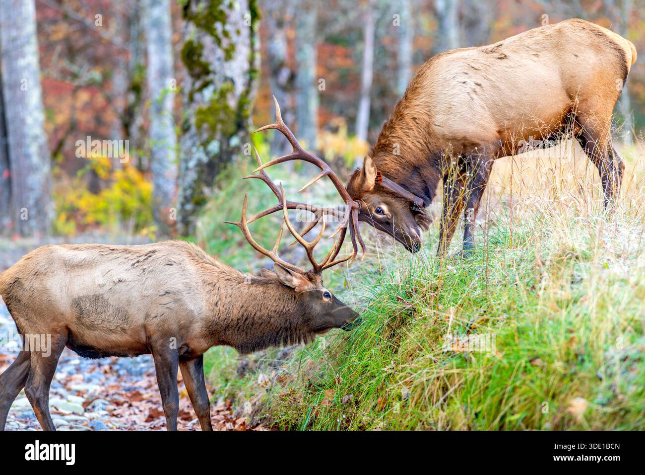 Two male bull elk spend time sparring, which during mating season can ...