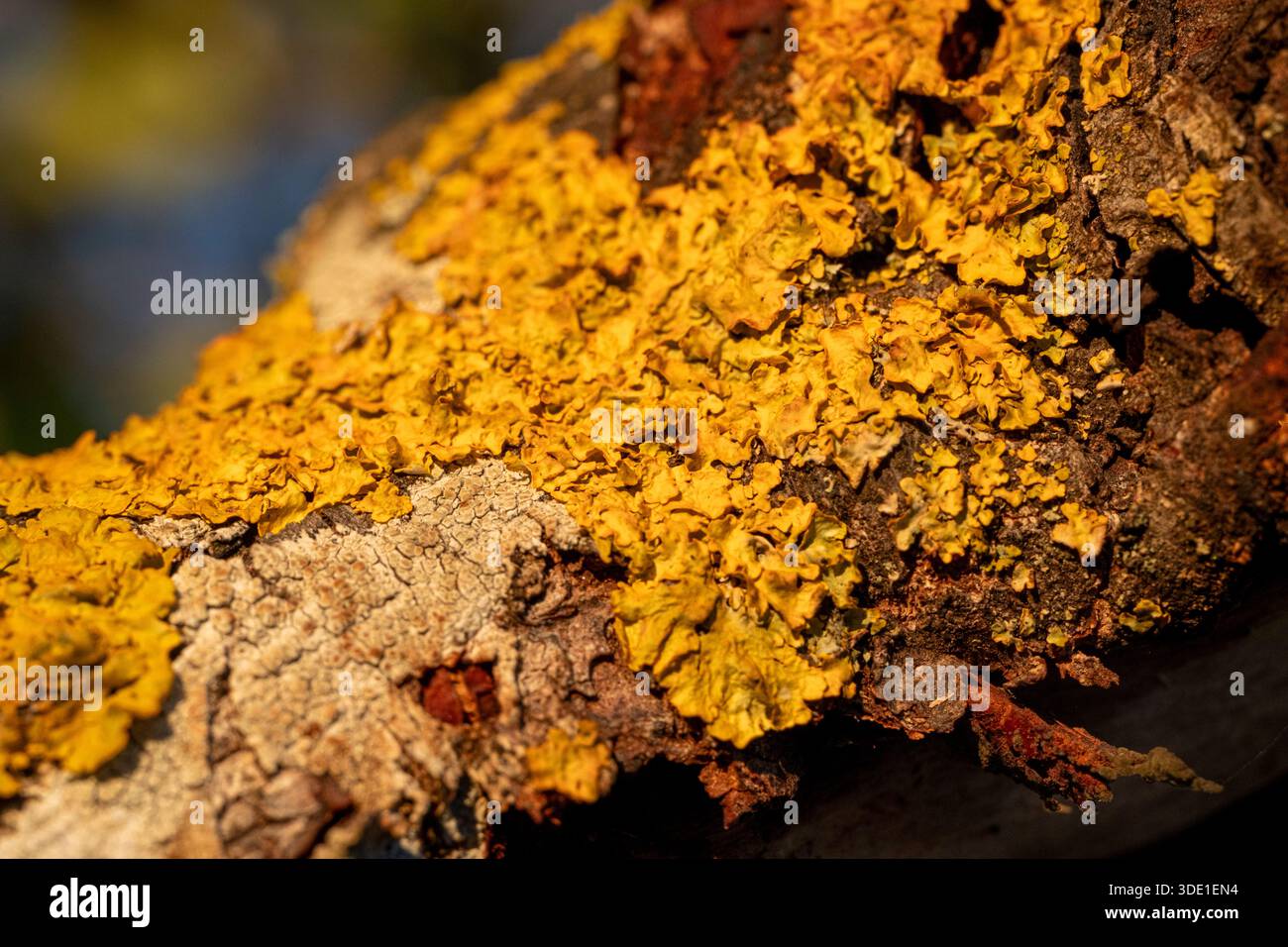 Golden moss on tree hi-res stock photography and images - Alamy
