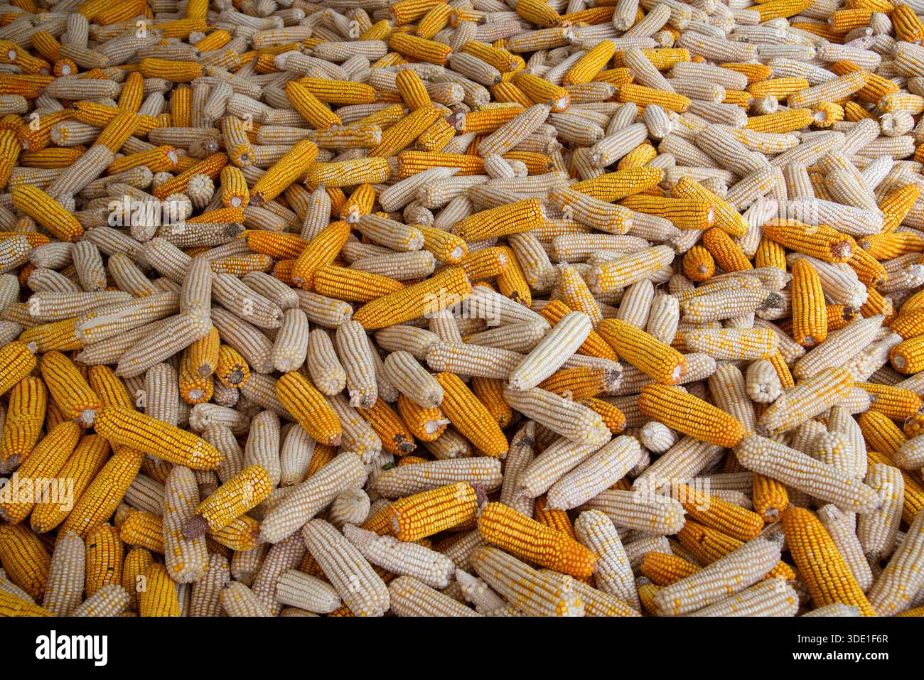 Picked corn pile hi-res stock photography and images - Alamy
