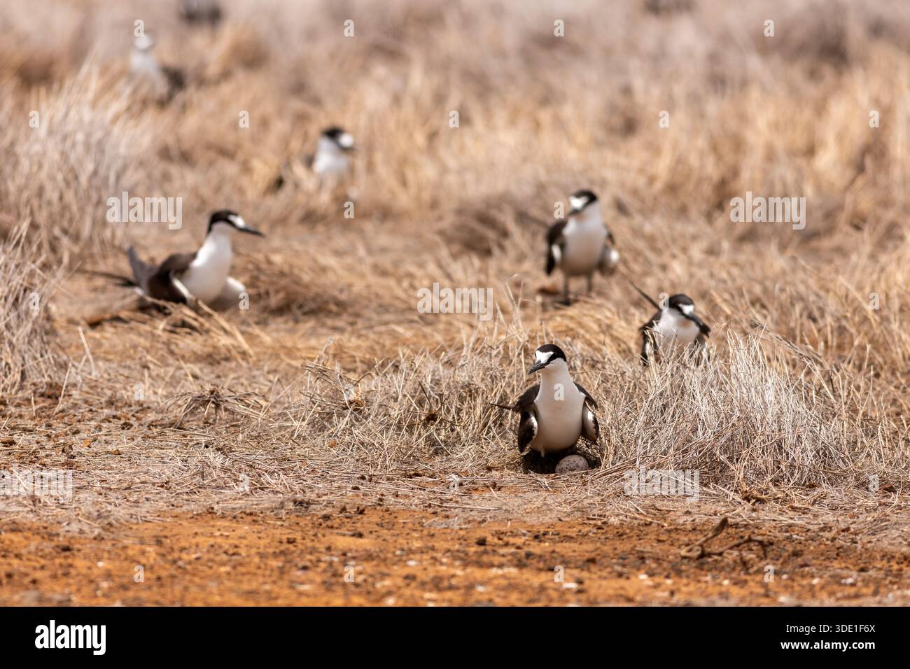 Sooty terns onychoprion fuscatus hi-res stock photography and images ...