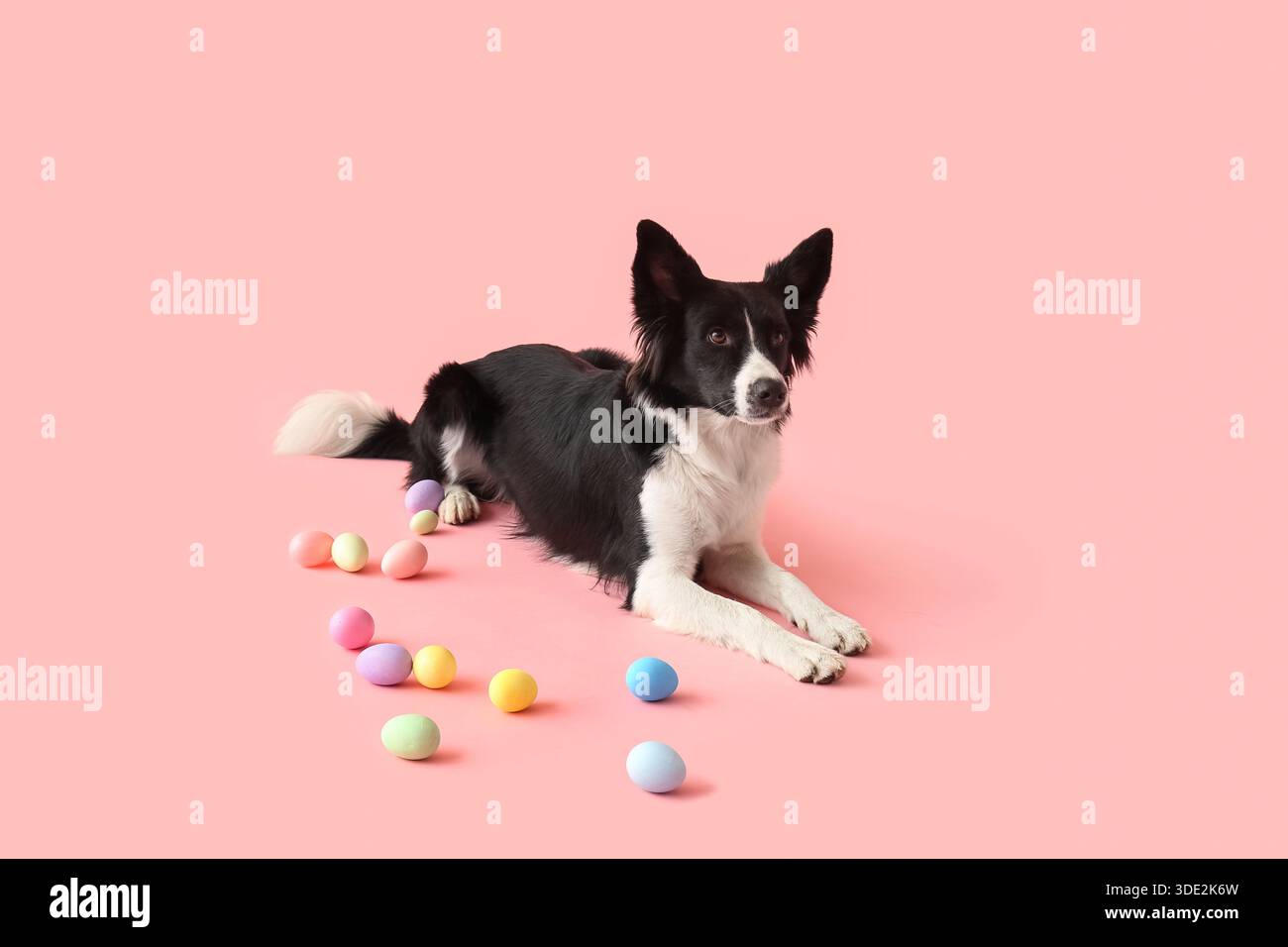 Cute Border Collie dog with Easter eggs on pink background Stock Photo ...