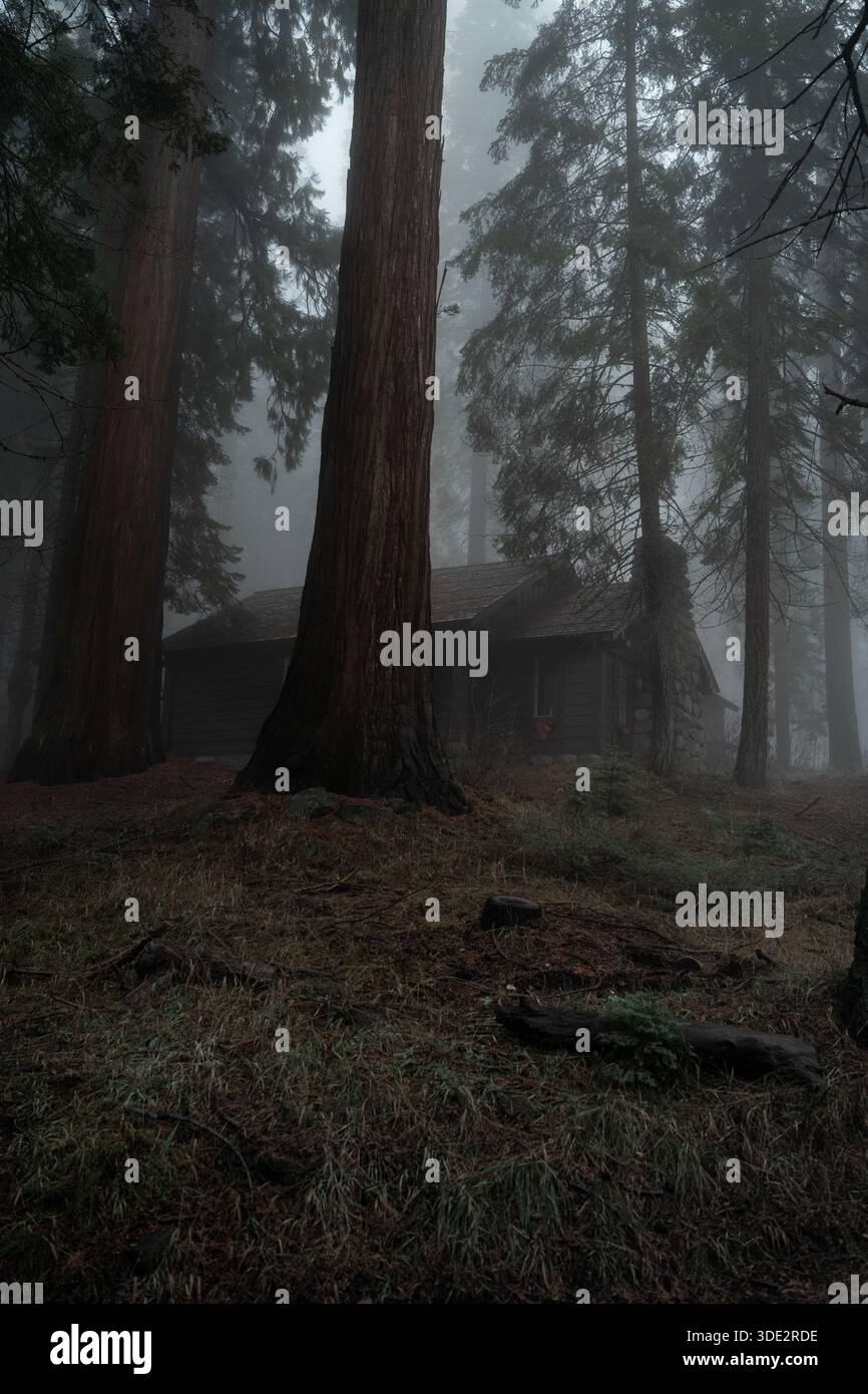 Foggy forest scene with a small wooden cabin hidden among tall pine ...