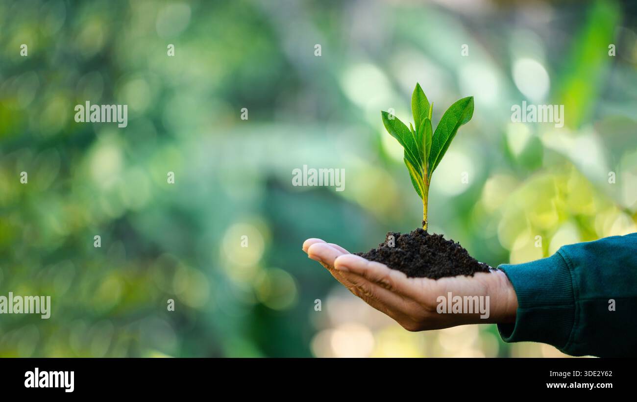 Hands holding earth globe tree in hi-res stock photography and images ...