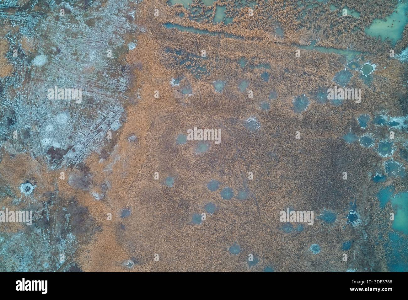 Fossil amber bacteria hi-res stock photography and images - Alamy