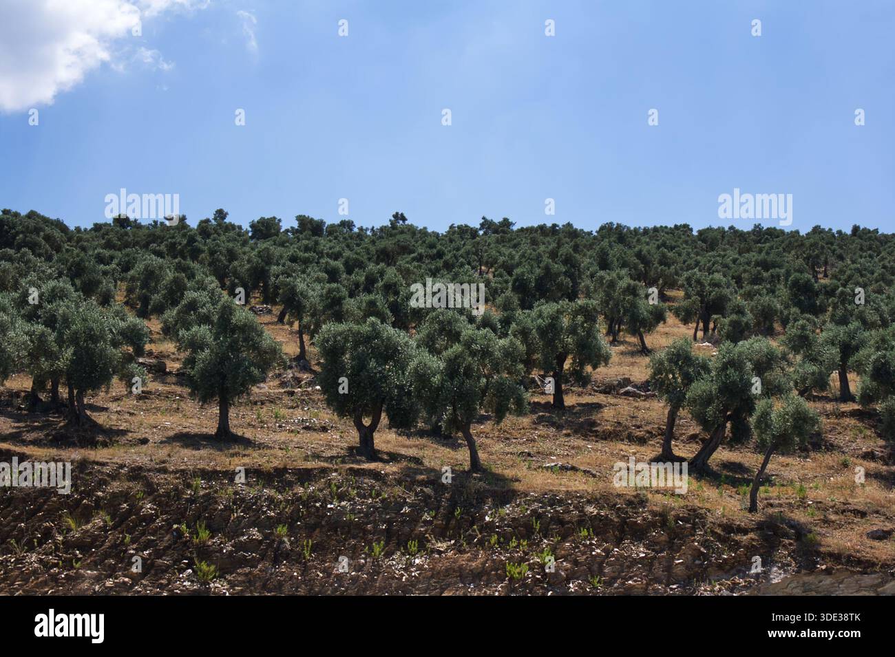Terraces olive trees hi-res stock photography and images - Alamy