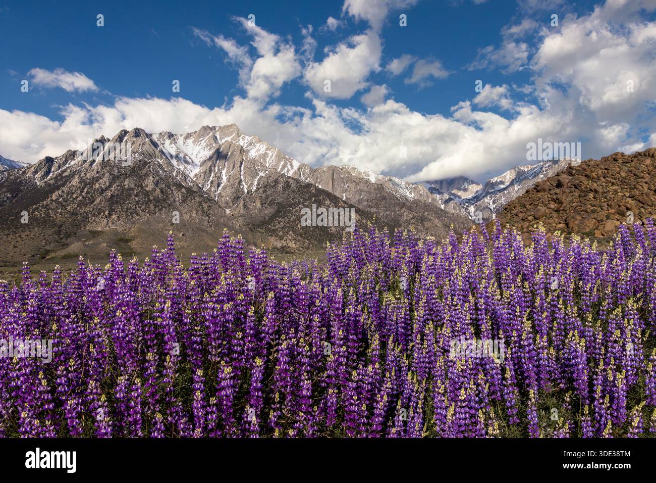 Purple Wildflowers below a snowy Sierra Nevada mountain in the Alabama ...