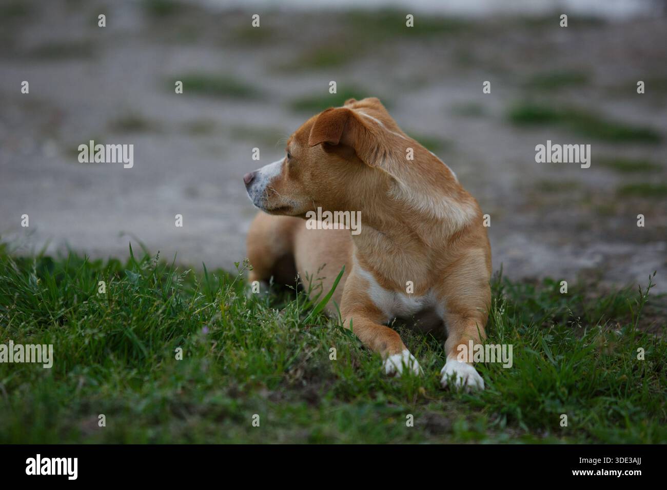 Brown dog turning head over shoulder, vigilant profile captured midlook ...