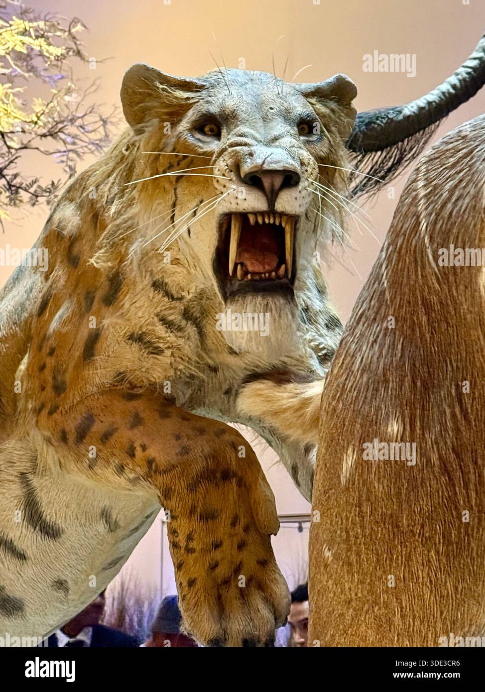 Saber Tooth Cat Natural History Museum Abu Dhabi Stock Photo - Alamy