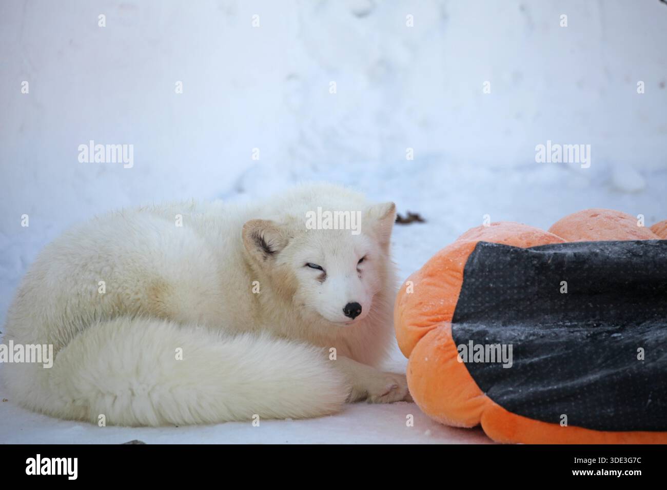 Arctic foxes move through the snow in Hami City, northwest China's ...