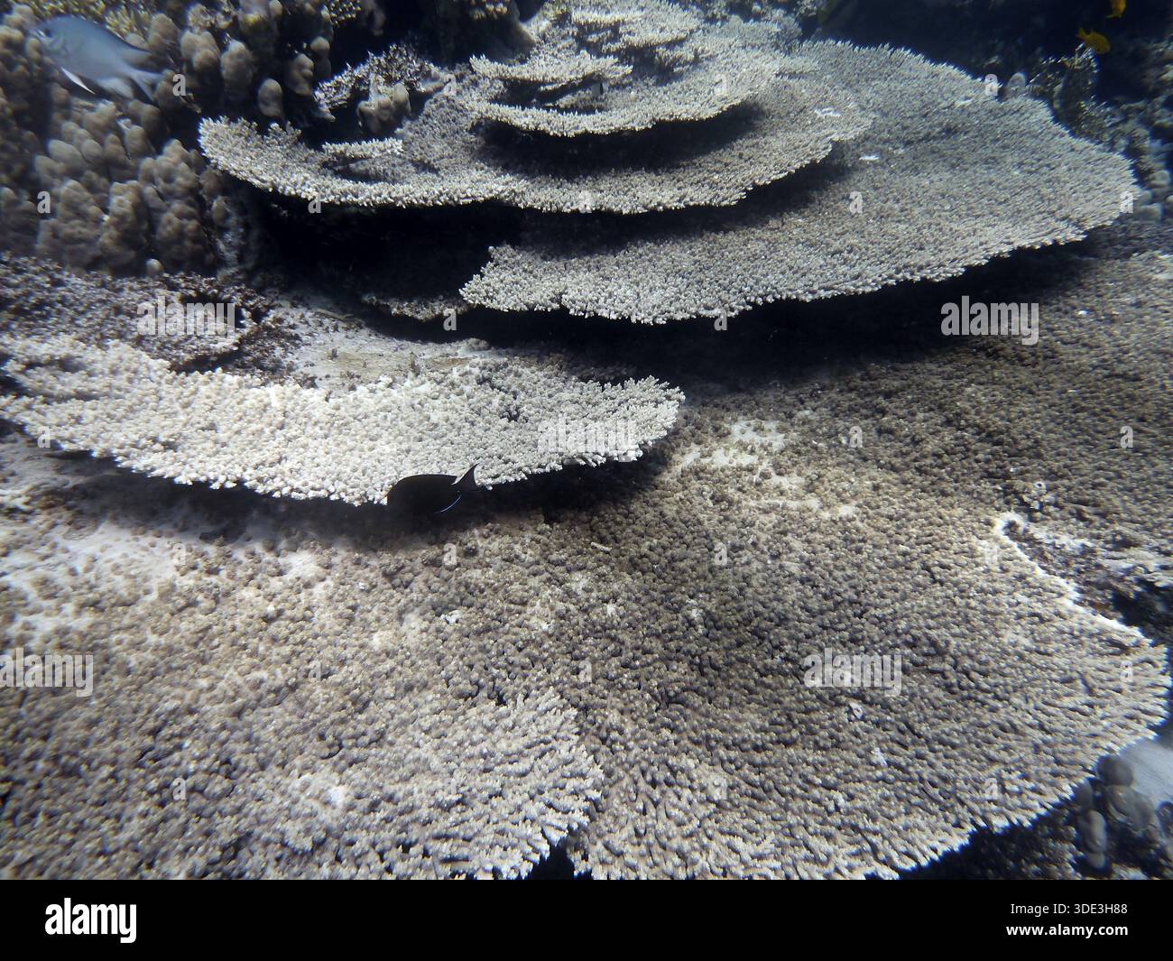 Table coral (Acropora cytherea), coral reef, Red Sea, Hamada, Egypt ...