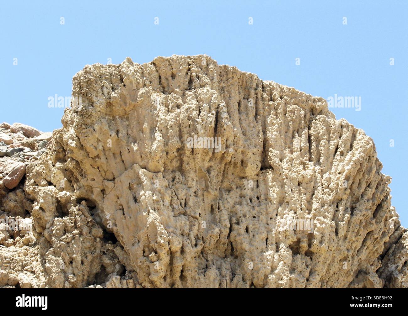 Fossil corals from the Pleistocene, around 400, 000 - 10, 000 years old ...