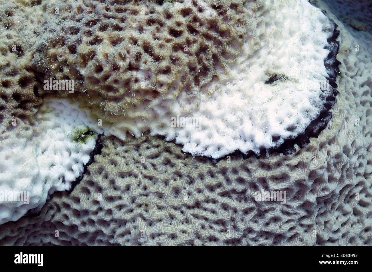 White band disease coral hi-res stock photography and images - Alamy