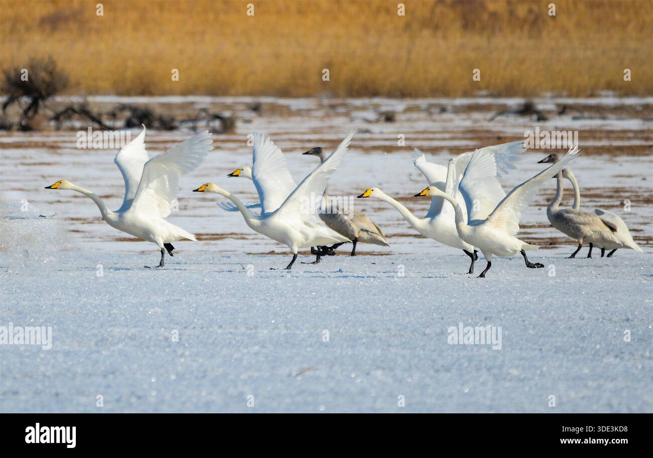 A group of swans fly and forage on the frozen Wowa Pond in Dunhuang ...