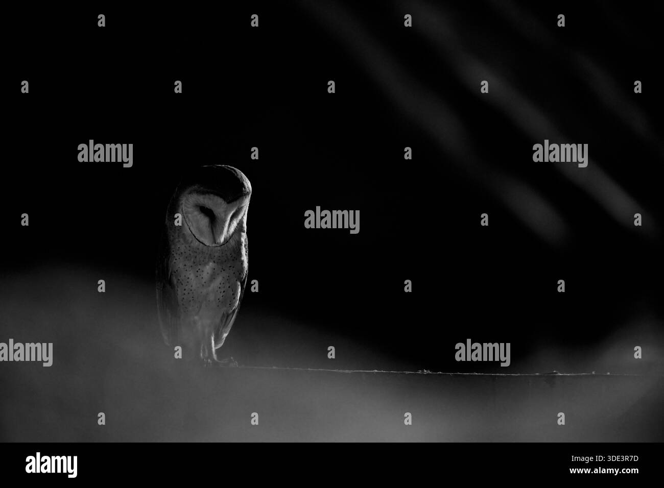 Middle east fauna Black and White Stock Photos & Images - Alamy