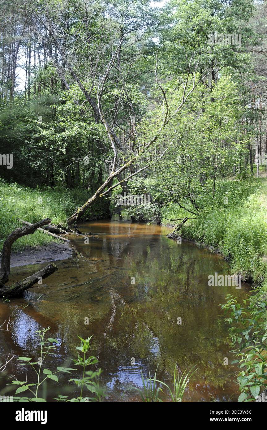 Dense waterside forest hi-res stock photography and images - Alamy