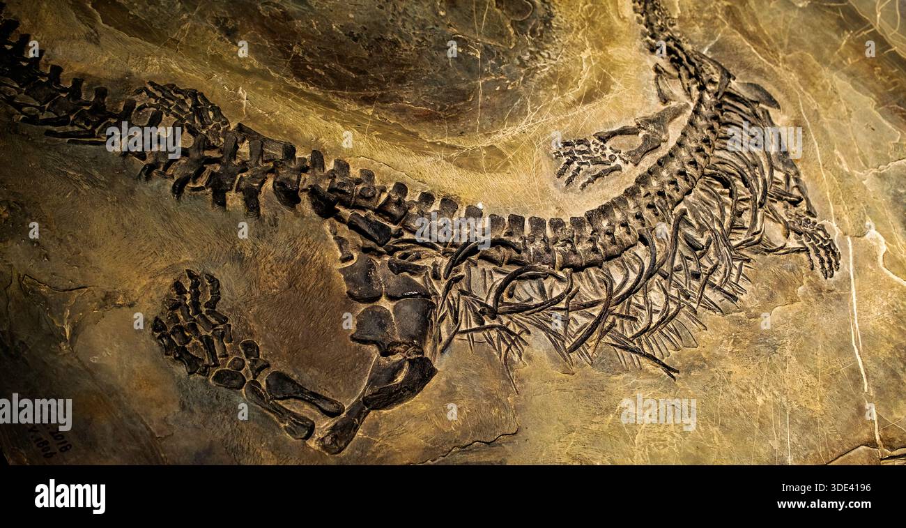 Skeleton fossils preserved in soil offer significant insights for ...