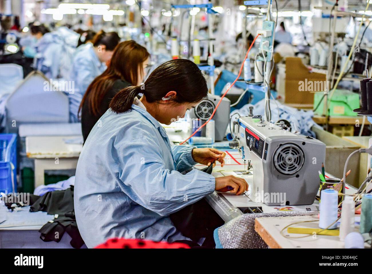 A female worker concentrates on operating a sewing machine to process ...