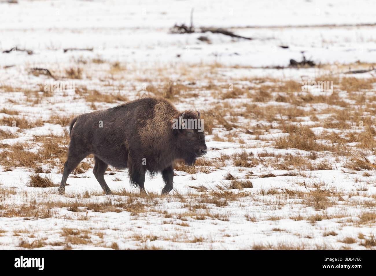 Bison walking through snow hi-res stock photography and images - Alamy