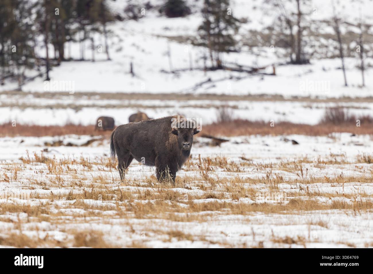 Bison walking through snow hi-res stock photography and images - Alamy