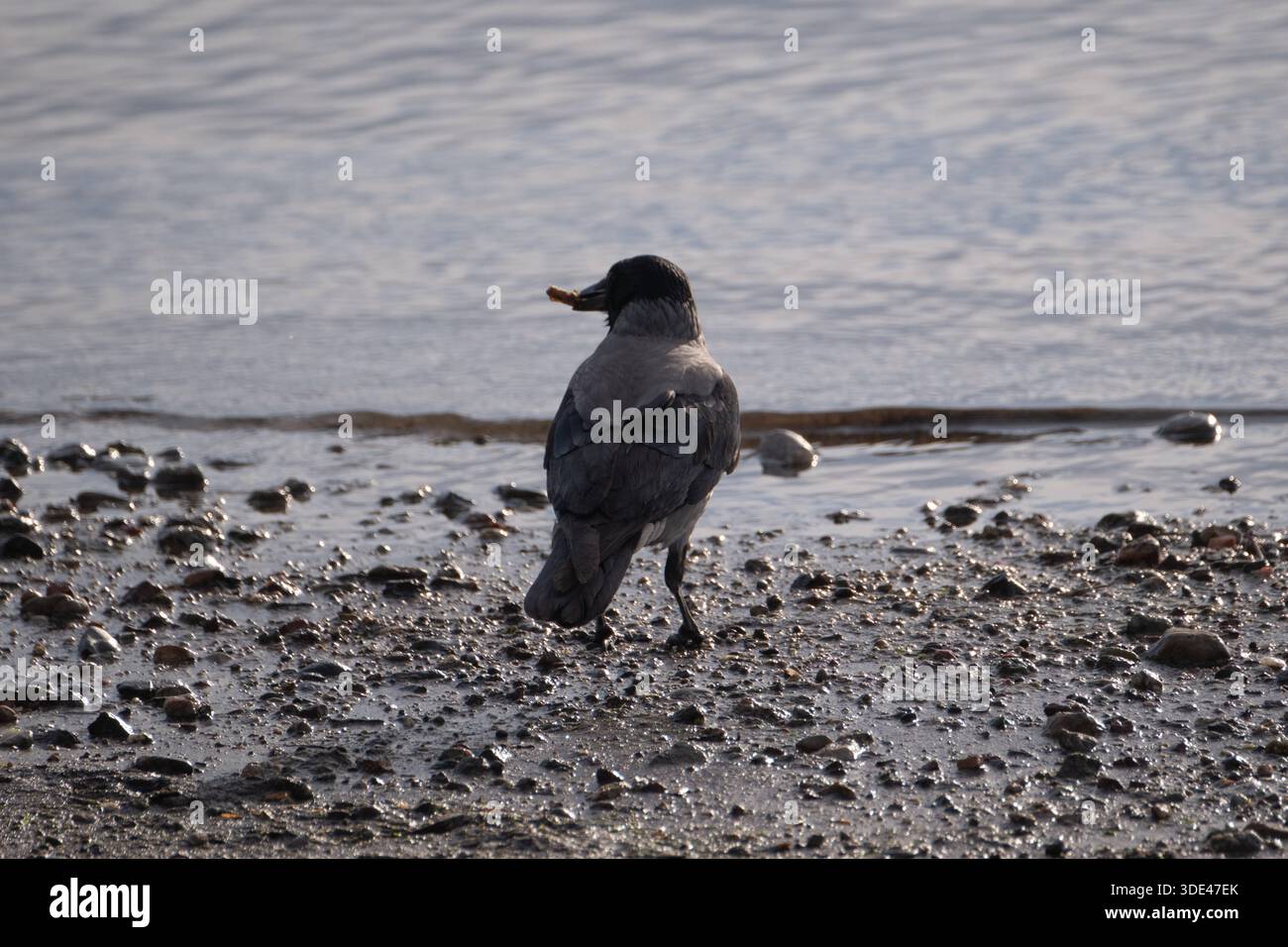 Eine Nebelkraehe am Strand von Nea Artaki am 30. Dezember 2025. GREECE ...