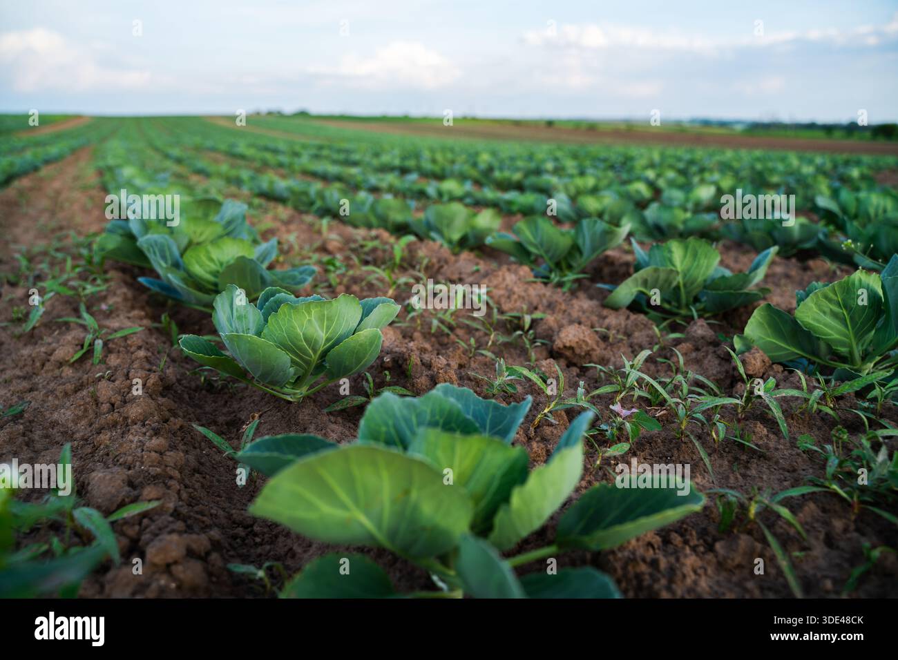 Low angle view of young cabbage plants growing on cultivated soil in ...