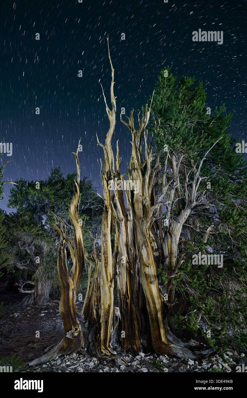 Ancient bristleone pine forest hi-res stock photography and images - Alamy