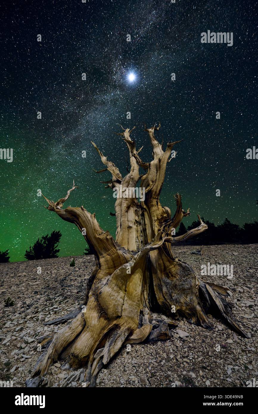 Ancient bristleone pine forest hi-res stock photography and images - Alamy