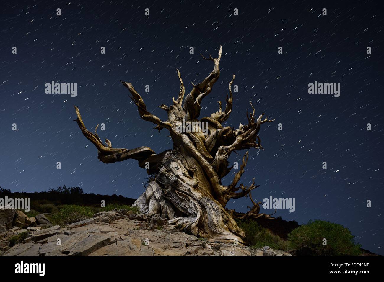 Ancient bristleone pine forest hi-res stock photography and images - Alamy