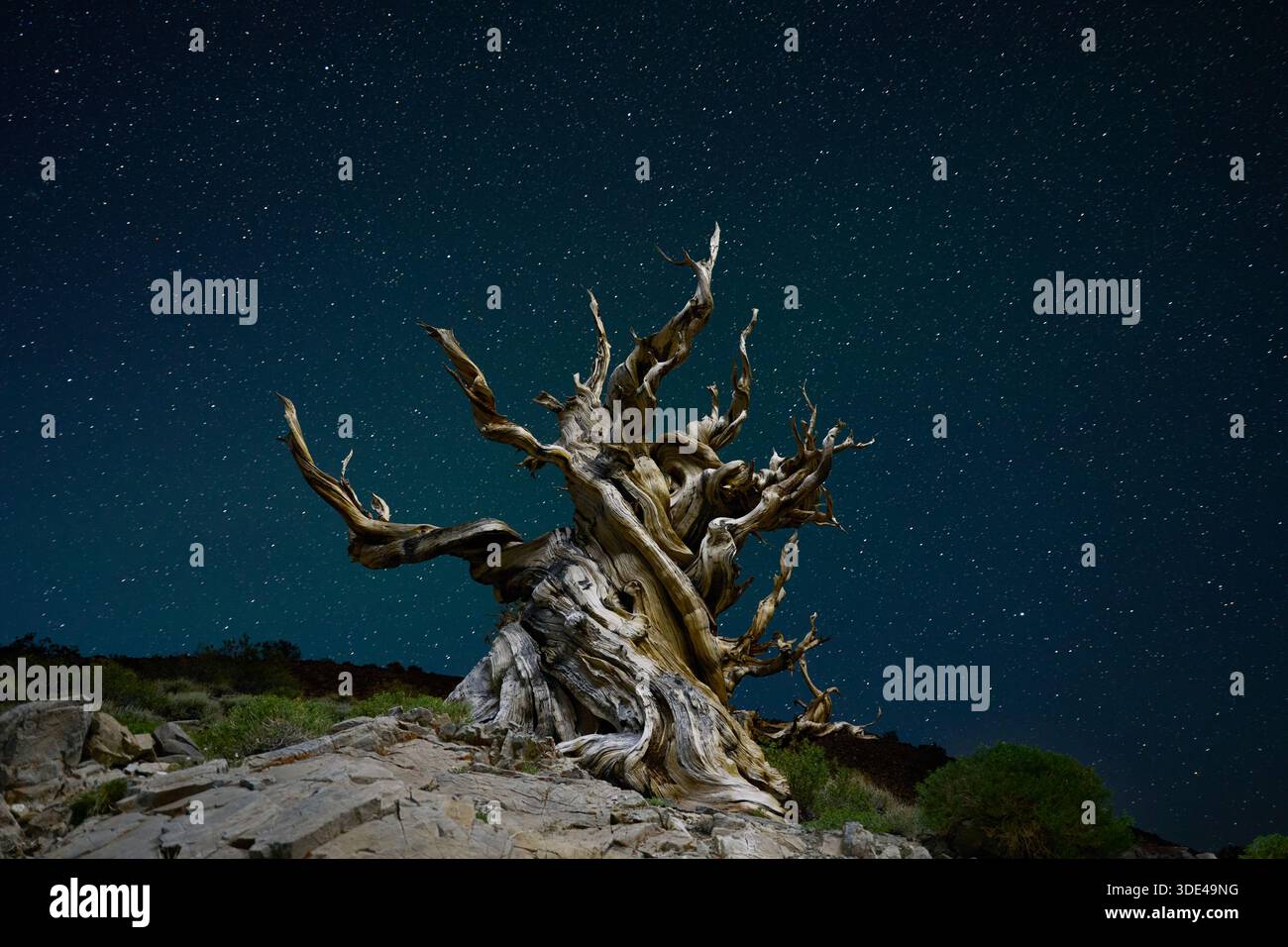 Ancient bristleone pine forest hi-res stock photography and images - Alamy