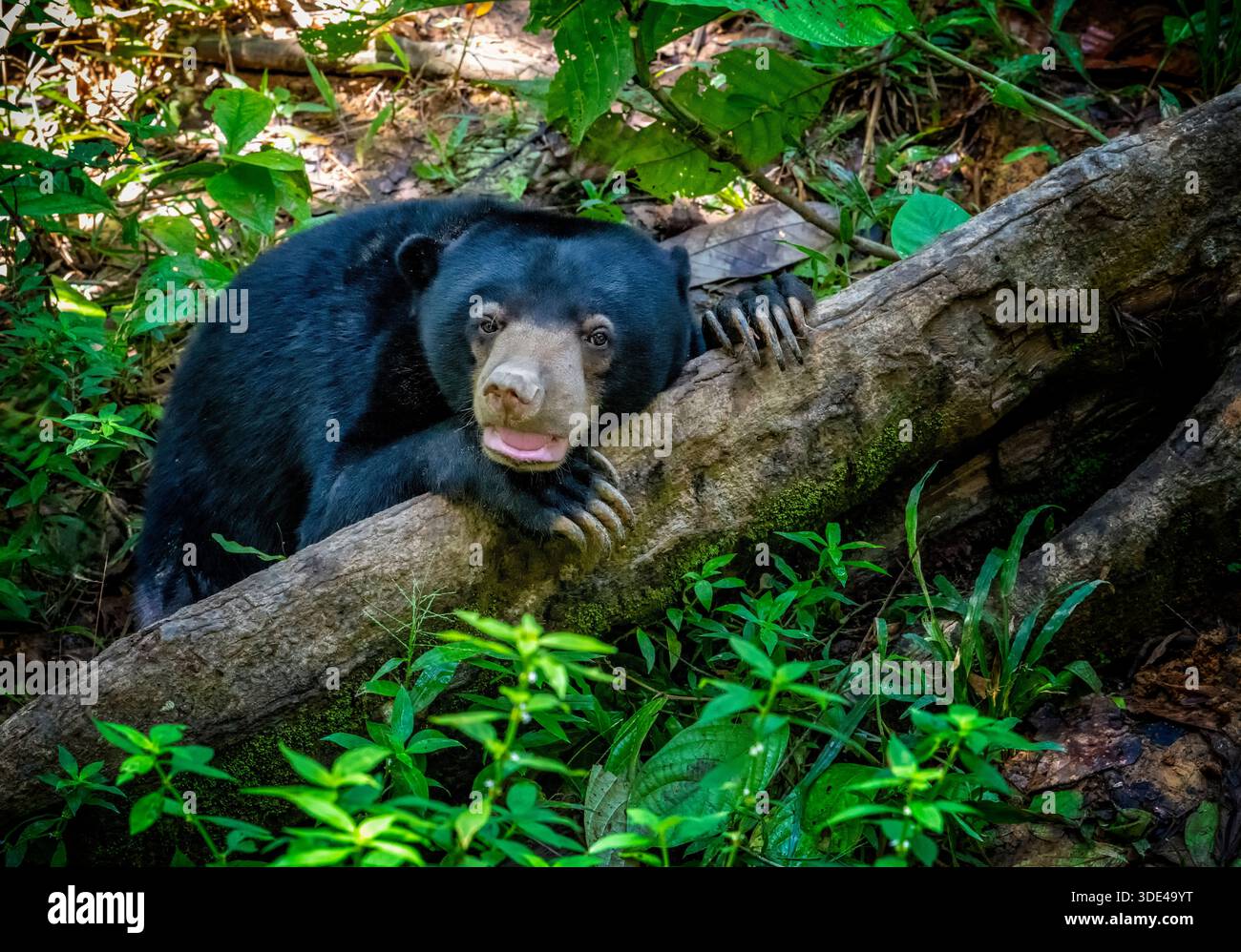 A Sun Bear (Helarctos malayanus) resting on a log in the rainforest at ...