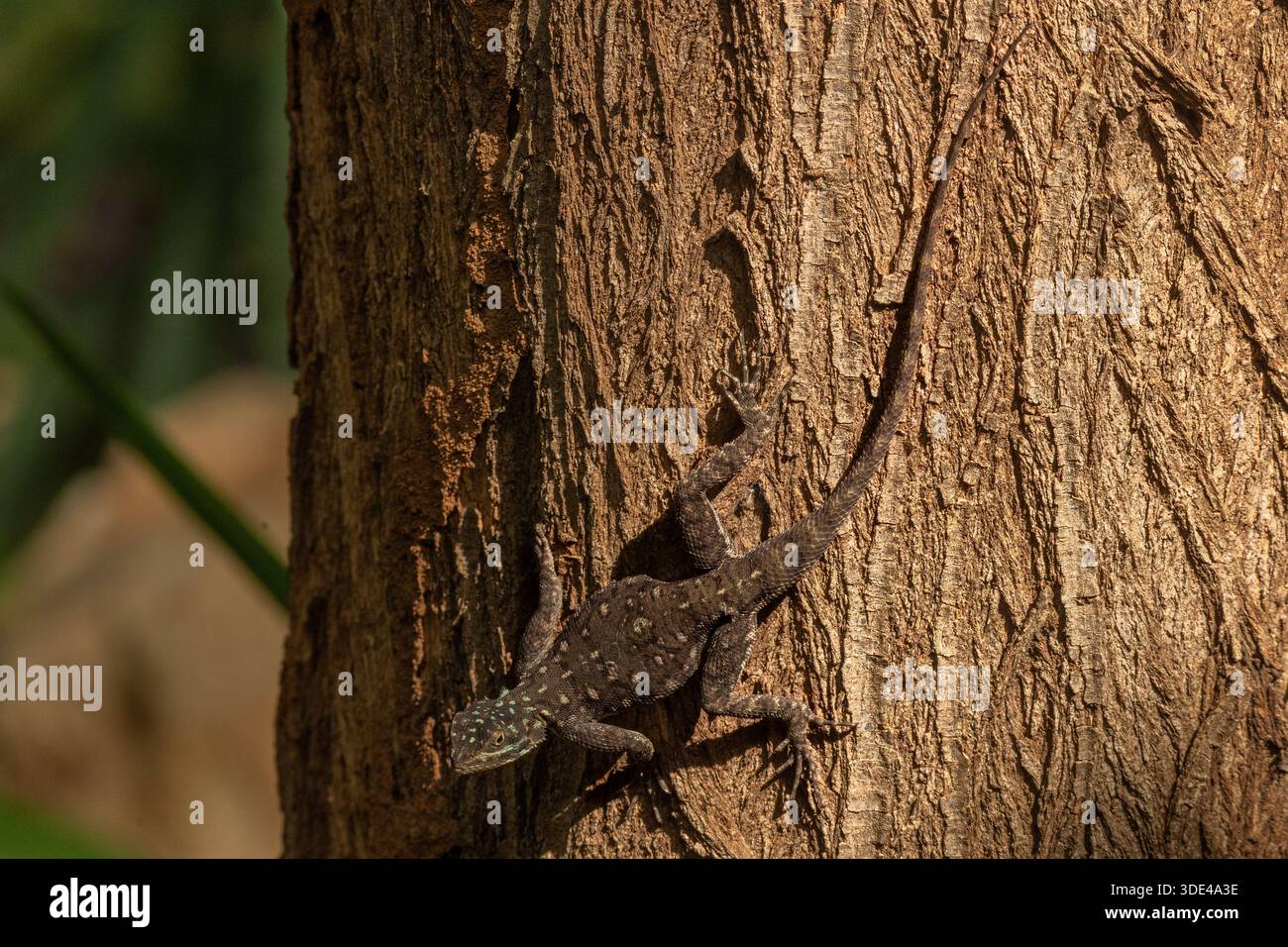 Female of Kenyan rock agama, Agama lionotus, Agamidae, Tsavo East ...