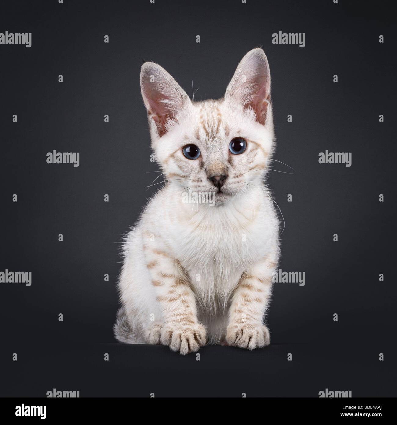 Rare snow Savannah cat kitten, laying down facing front. Looking ...