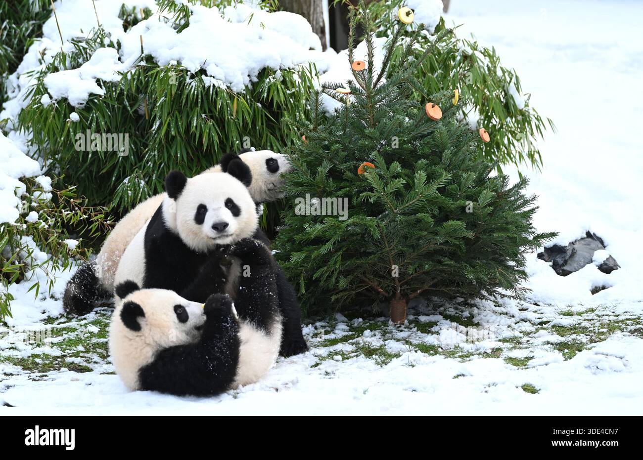 05 January 2026, Berlin: Panda bears play in front of a Christmas tree ...