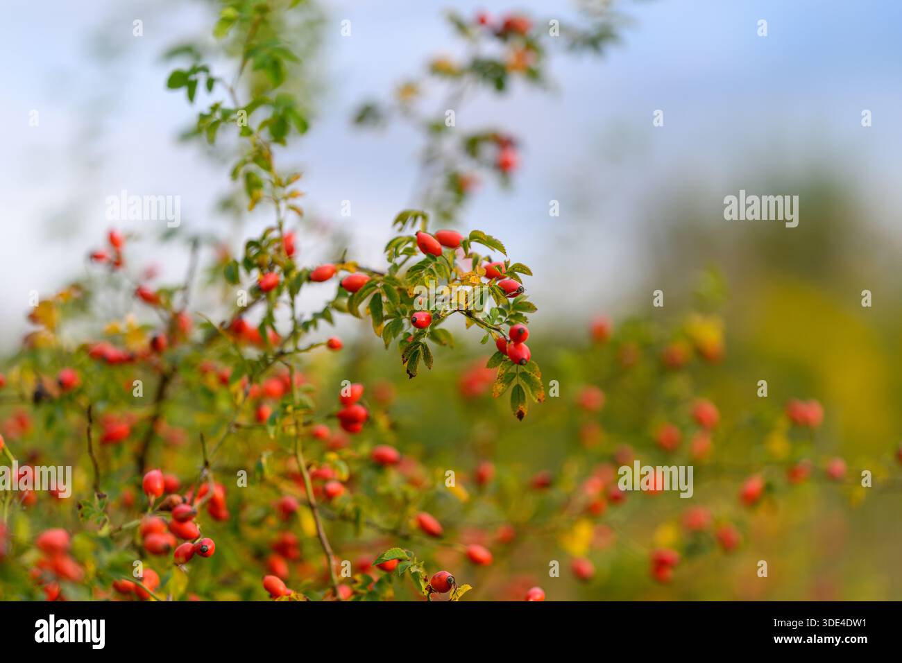 A stunning display of vivid red berries on branches, showcasing the ...