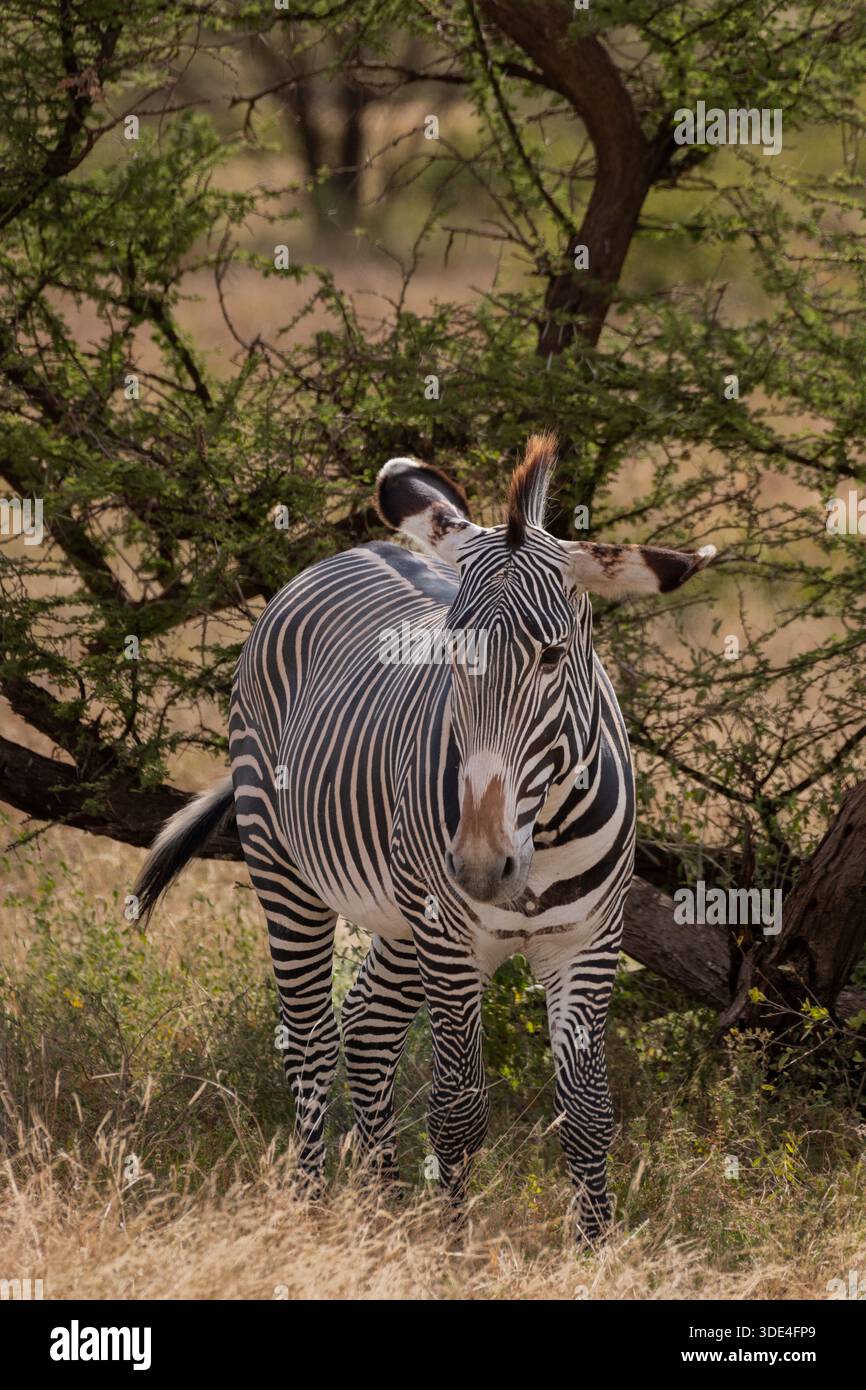 Grevy's zebra, Equus grevyi, Equidae, Buffalo Spring Reserve, Samburu ...