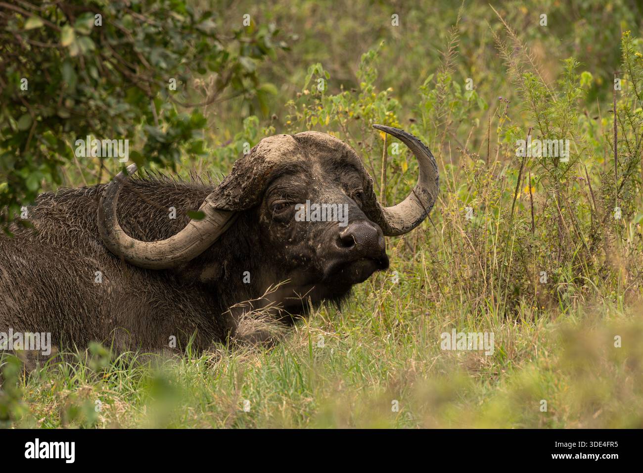 African buffalo, Syncerus caffer, Bovidae, Nakuru National Park, Kenya ...