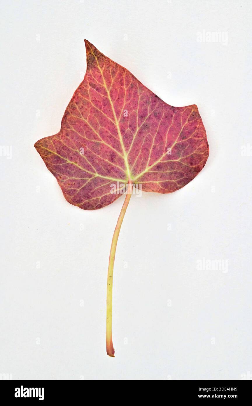 Single red leaf and stem of Ivy Stock Photo - Alamy